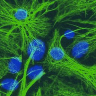 Primary cells | Biosan