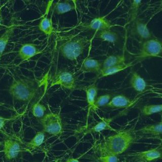 Primary cells | Biosan