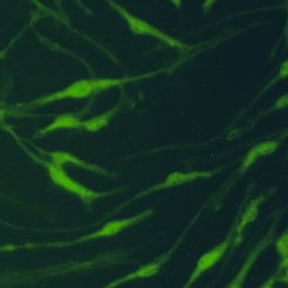 Primary cells | Biosan