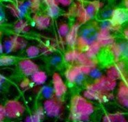 Human Pluripotent Stem Cells| Biosan